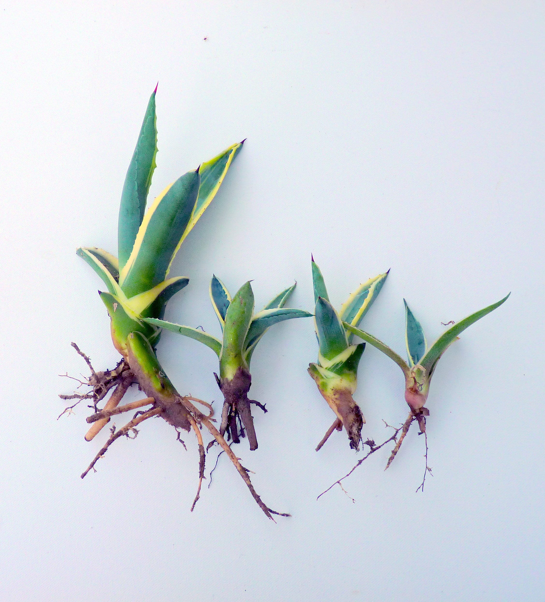 Rooted Agave Americana Plant Variegata Marginata Plant Organic | Etsy