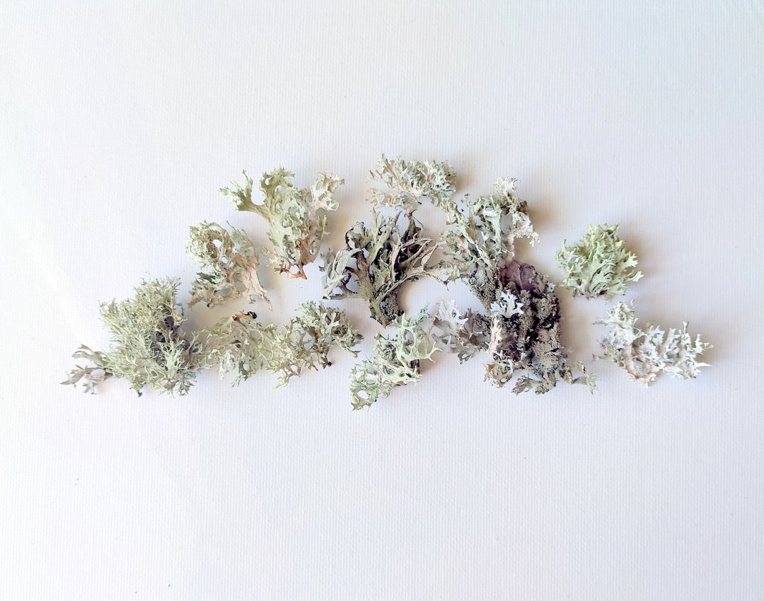 Dried Lichen Set of 12 Real Lichen, Natural Dry Lichen for Terrarium ...