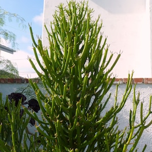 Firesticks Pencil Cactus Sticks 4-5" Succulent Plant Euphorbia ...