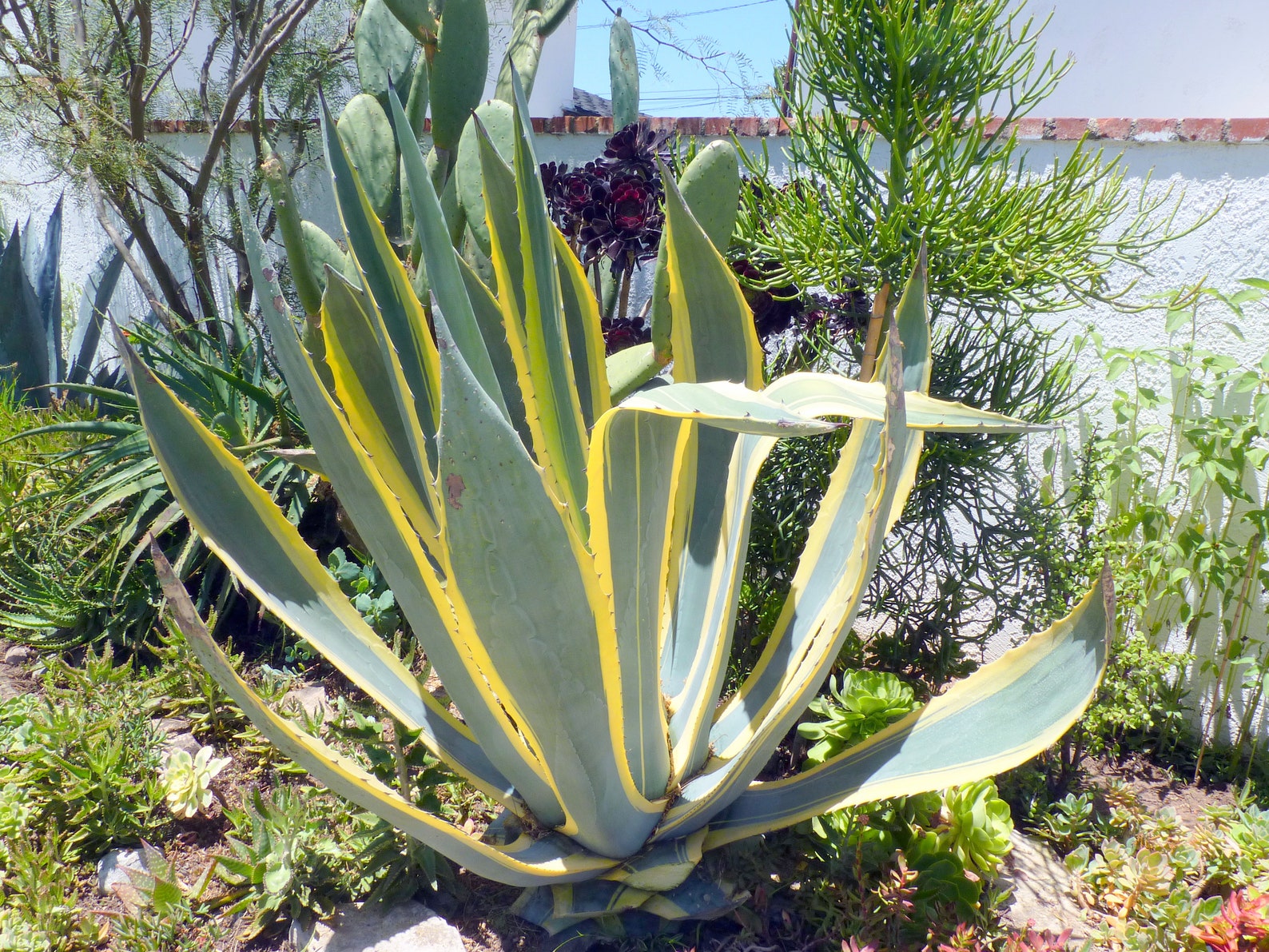 Rooted Agave Americana Plant Variegata Marginata Plant Organic | Etsy