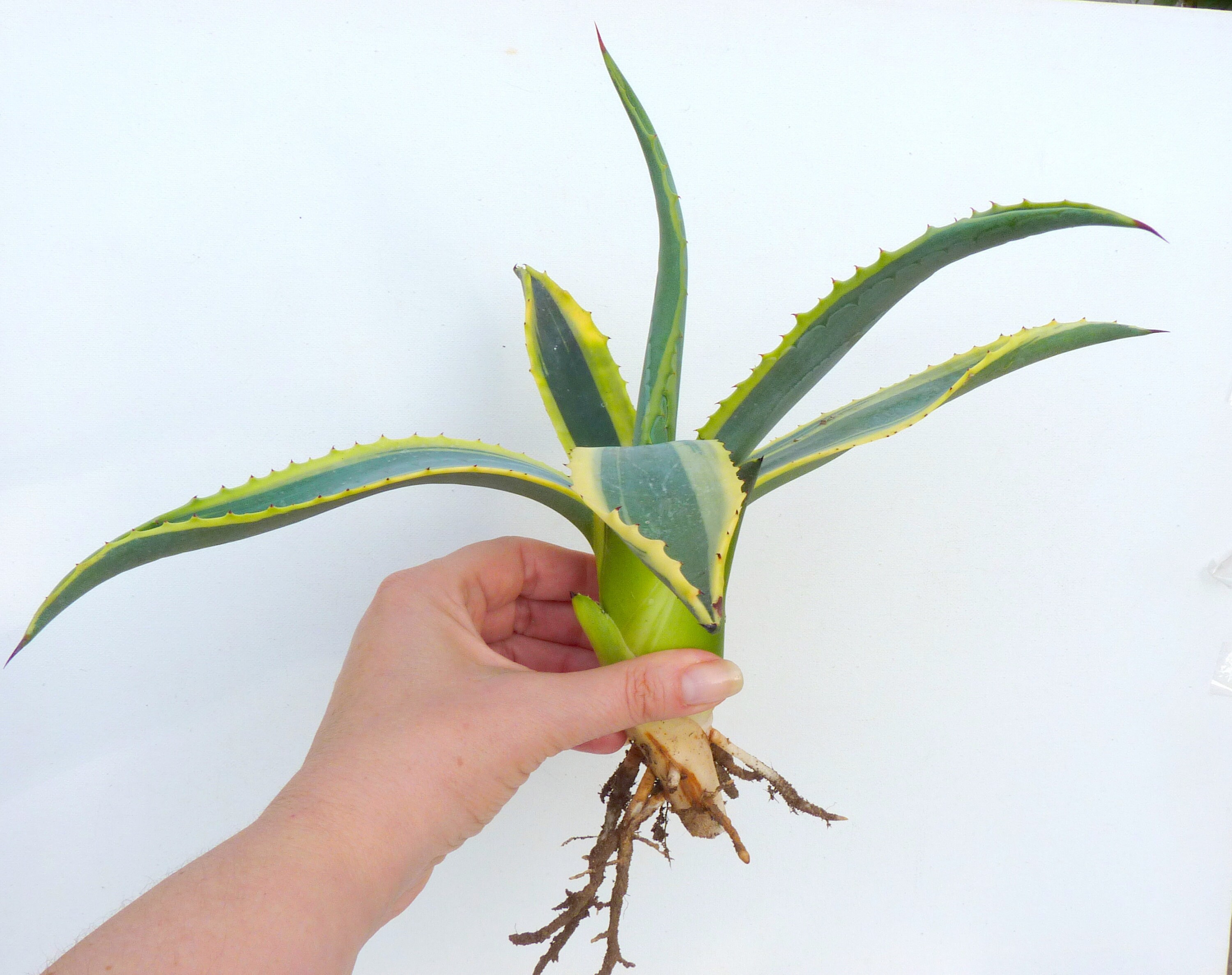 Rooted Agave Americana Plant Variegata Marginata Plant Organic | Etsy