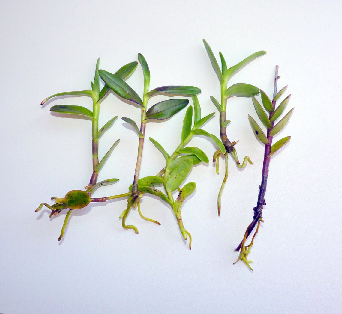 Poor Mans Orchid Reed Stem Epidendrum Orchid Orange Red | Etsy