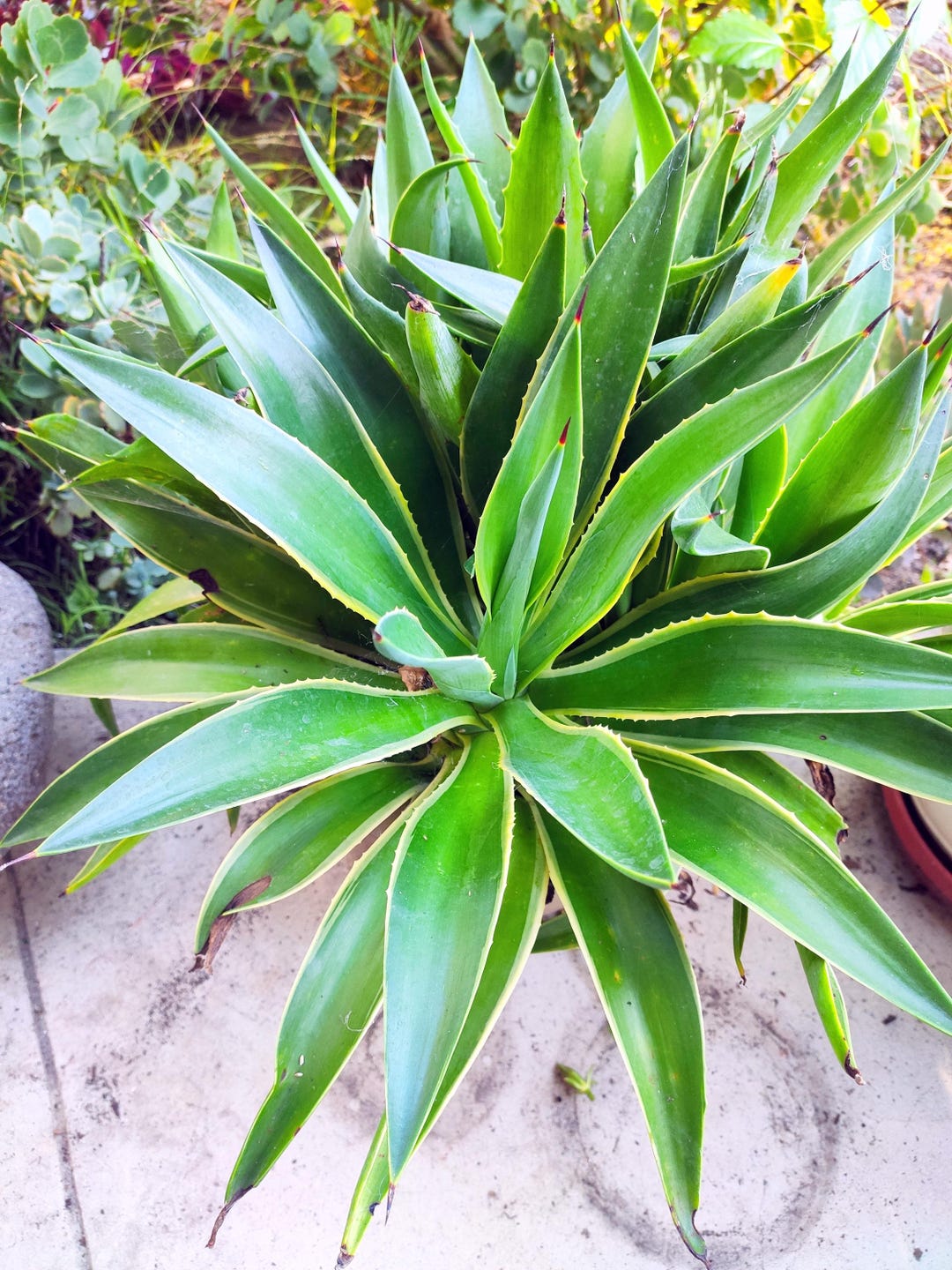 Agave Smooth Desmetiana Variegata Plant Lot of 3 Agave Baby Organic ...