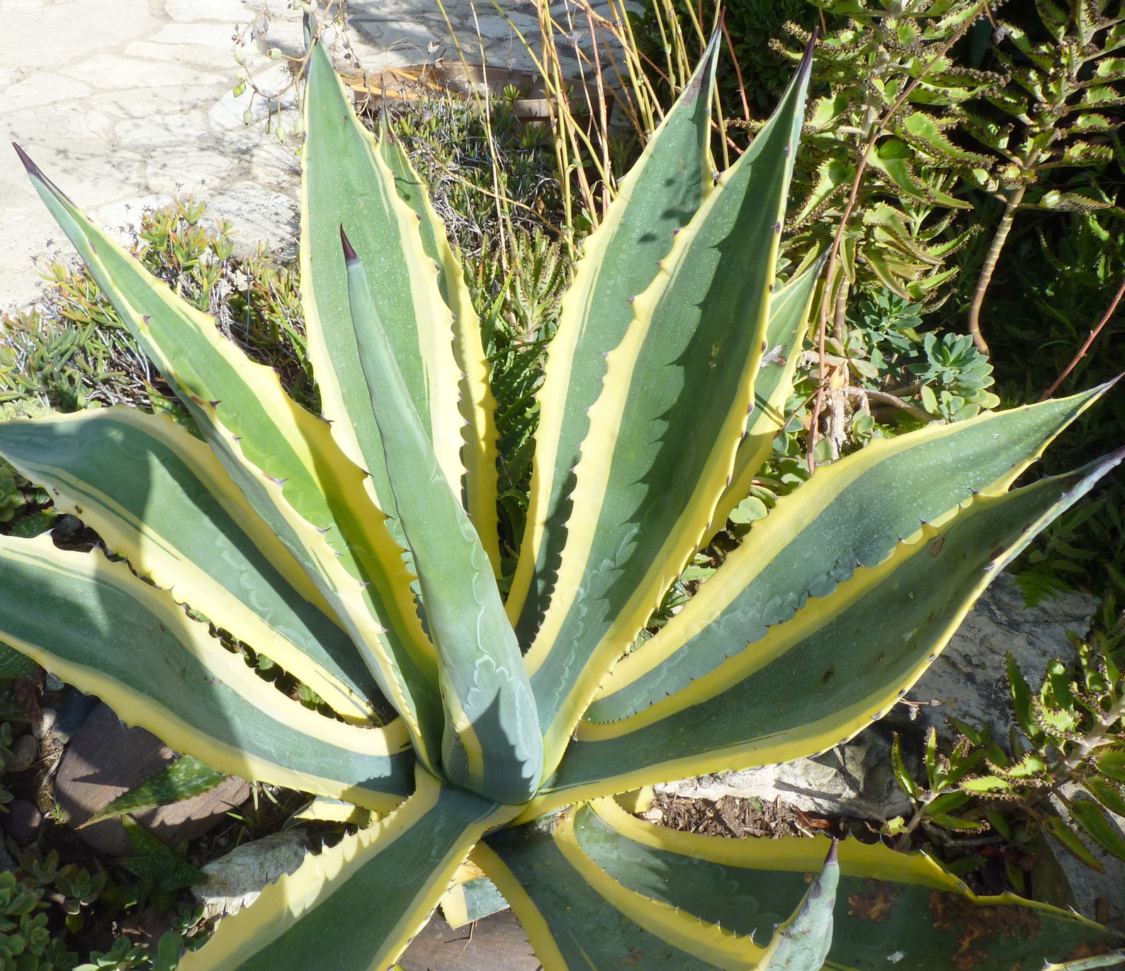 Rooted Agave Americana Plant Variegata Marginata Plant Organic | Etsy