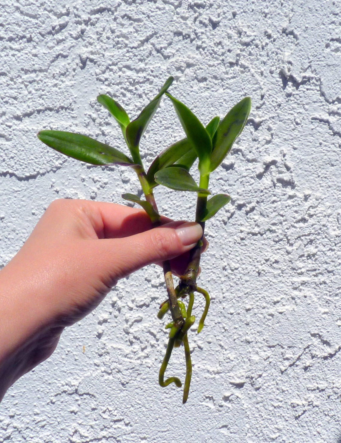 Poor Mans Orchid Reed Stem Epidendrum Orchid Orange Red | Etsy