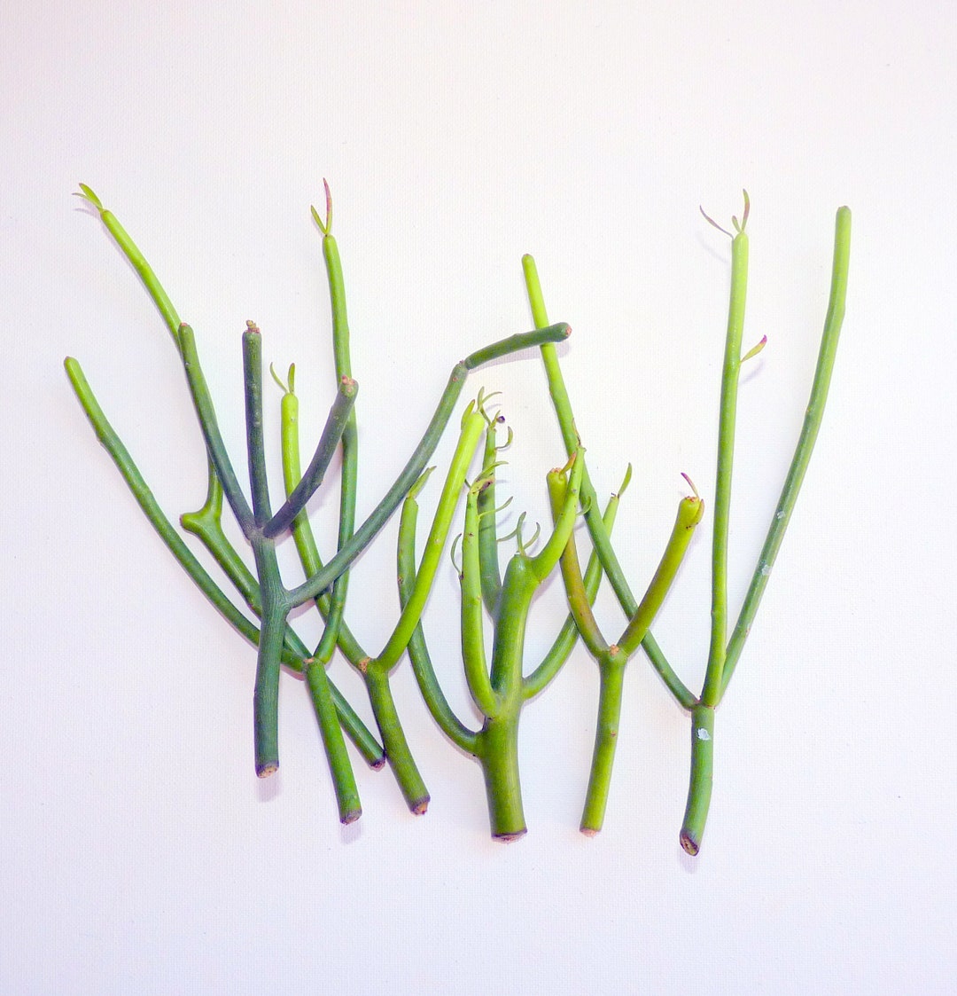 Firesticks Pencil Cactus Sticks 4-5" Succulent Plant Euphorbia ...