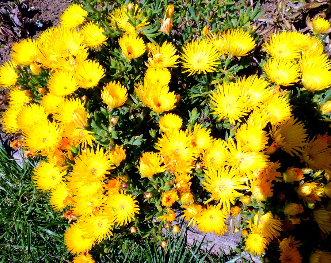Yellow Trailing Iceplant Cuttings - Delosperma Sandstone Succulent 3 ...