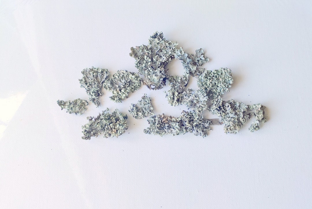 Dried Lichen Set of 12 Real Lichen, Natural Dry Lichen for Terrarium ...