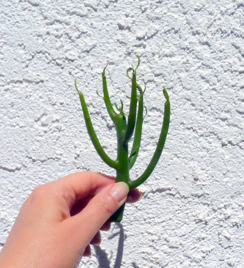 Firesticks Pencil Cactus Sticks 4-5" Succulent Plant Euphorbia ...