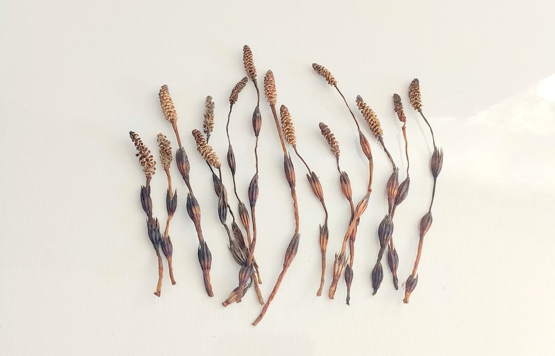 Dried Horsetail Set of 20 Real Horsetail, Natural Herb for Terrarium ...