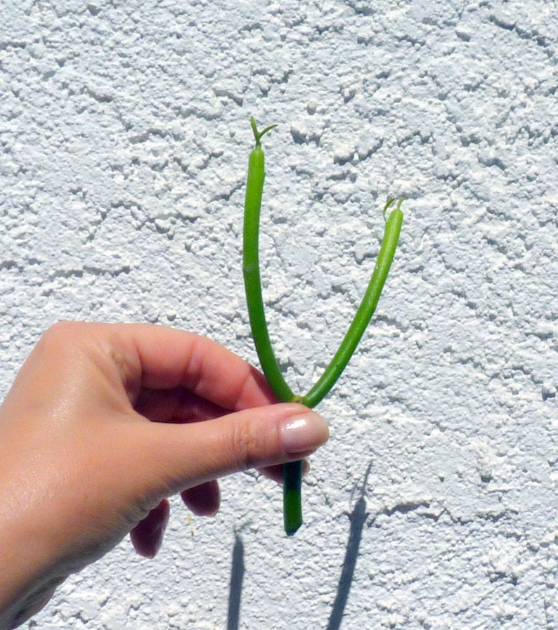 Firesticks Pencil Cactus Sticks 4-5" Succulent Plant Euphorbia ...