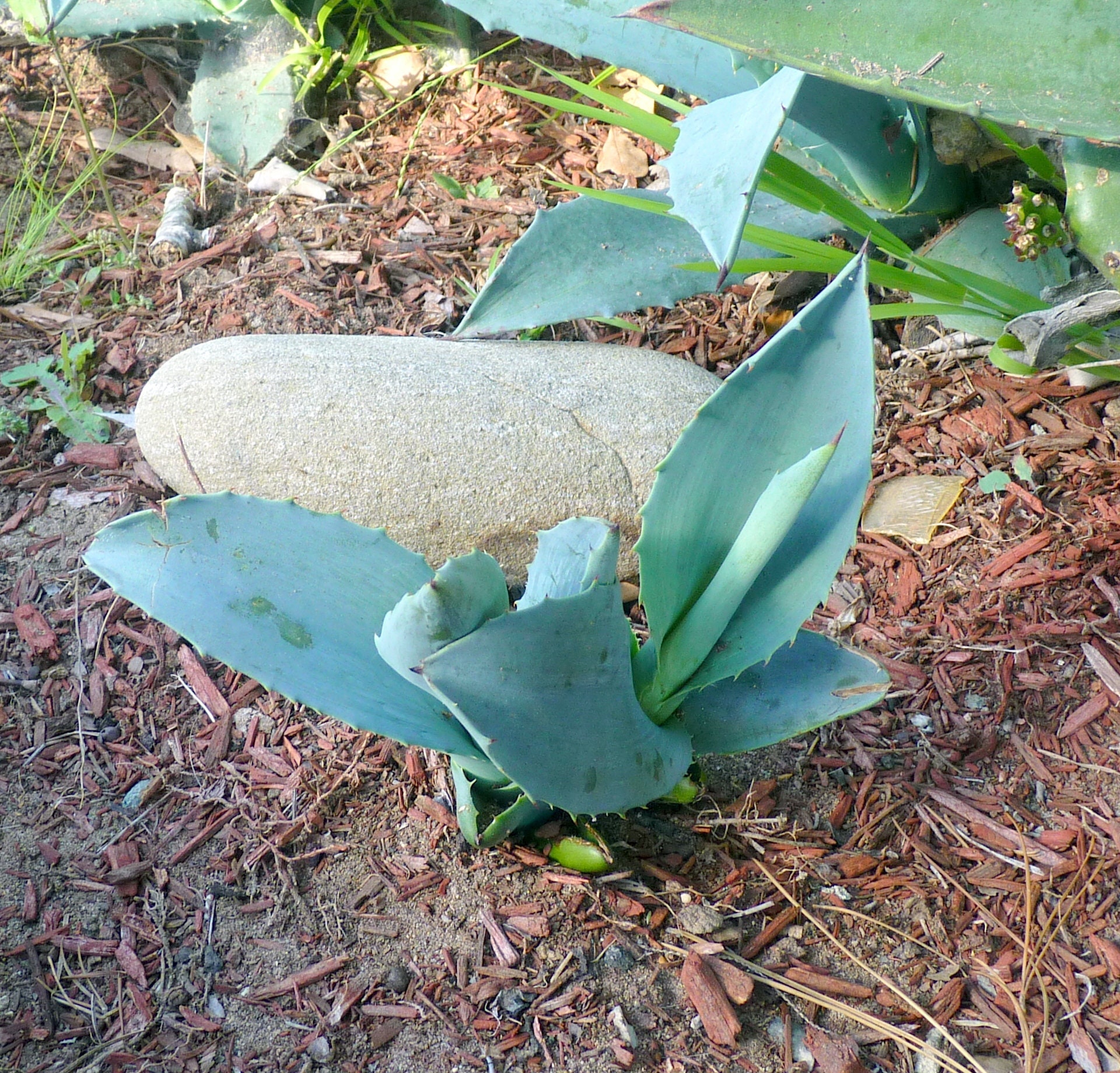 Rooted Blue Agave Americana Plant Agave Tequilana Plant Organic Sturdy ...