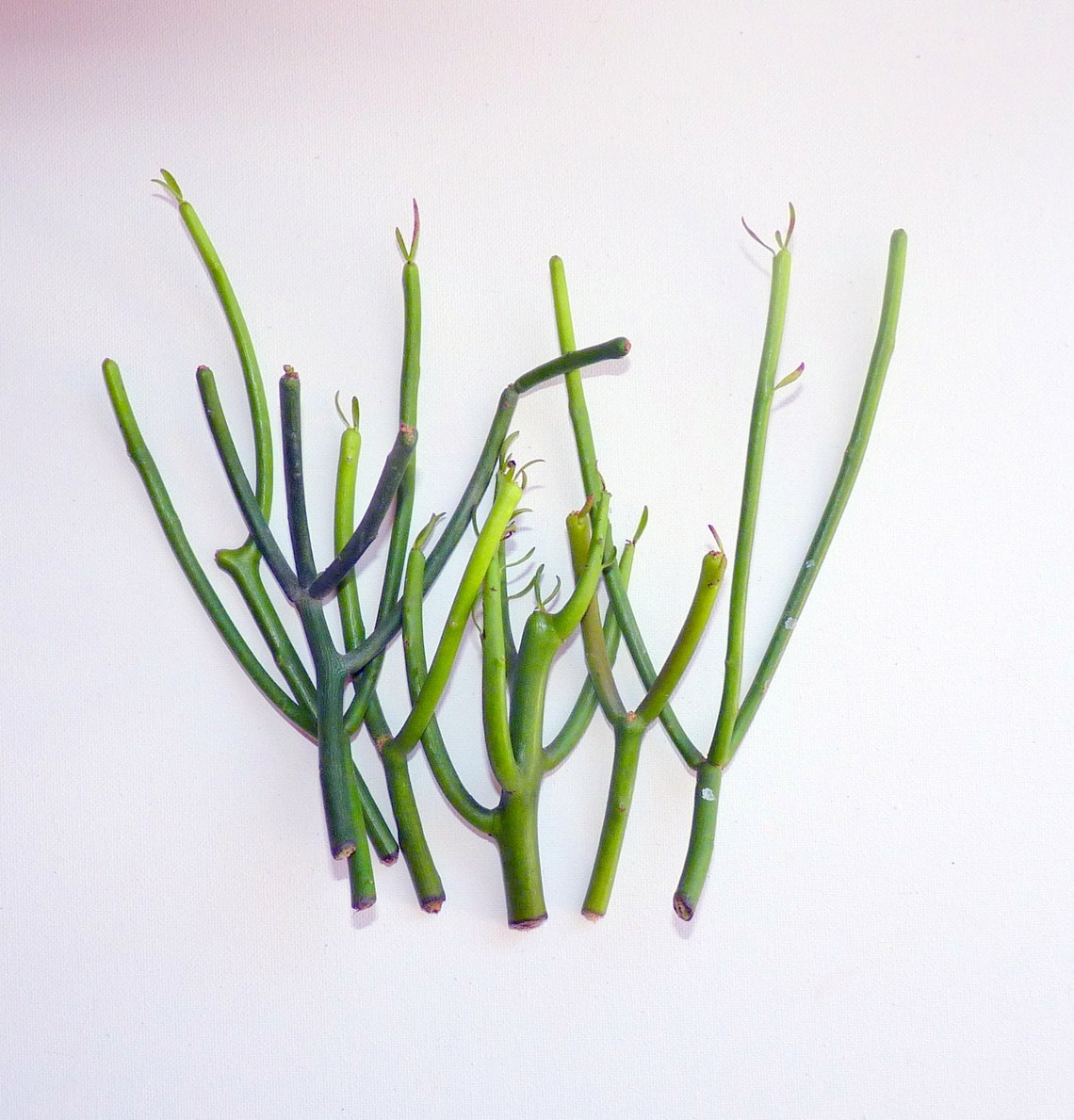 Firesticks Pencil Cactus Sticks 4-5" Succulent Plant Euphorbia ...