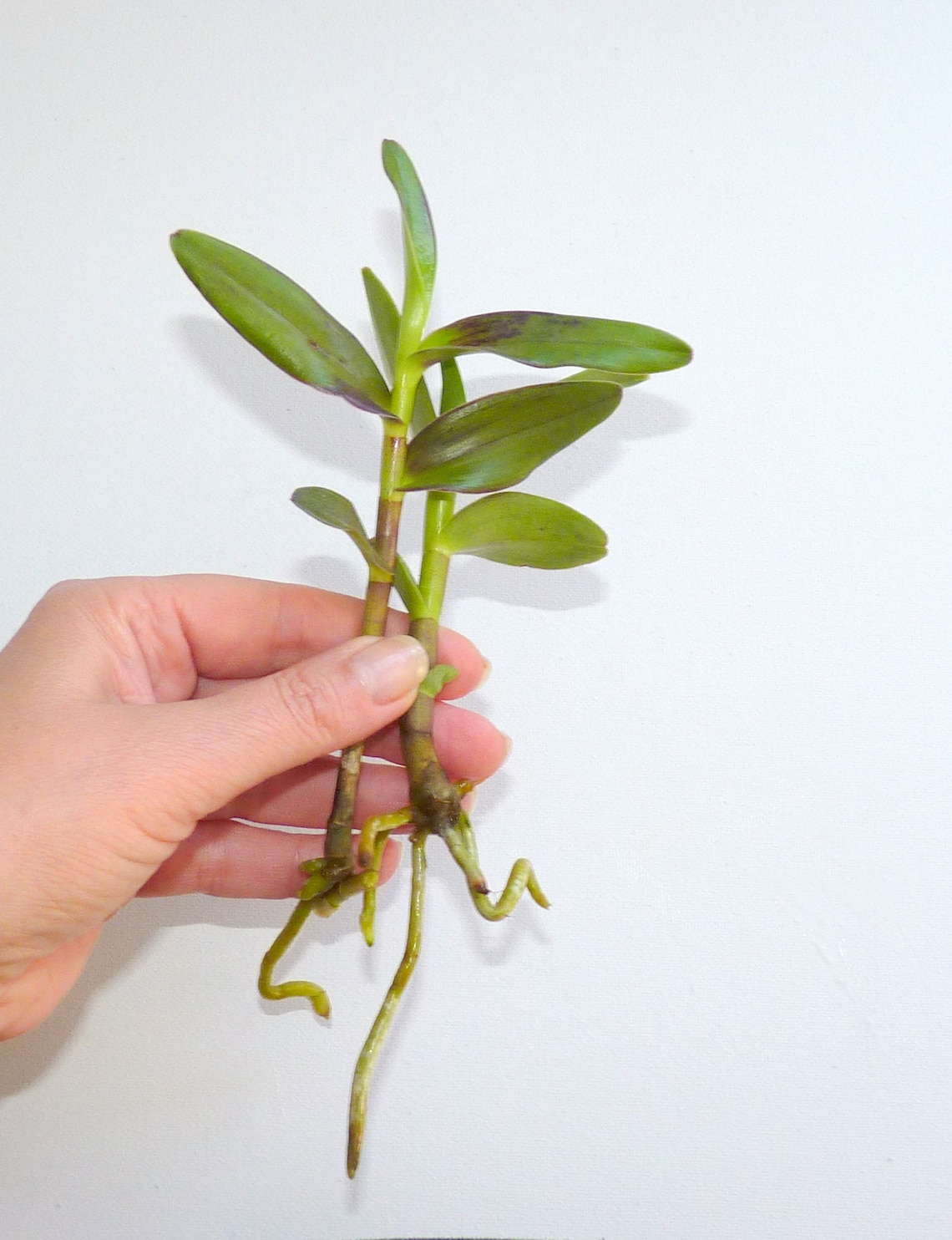 Poor Mans Orchid Reed Stem Epidendrum Orchid Orange Red | Etsy