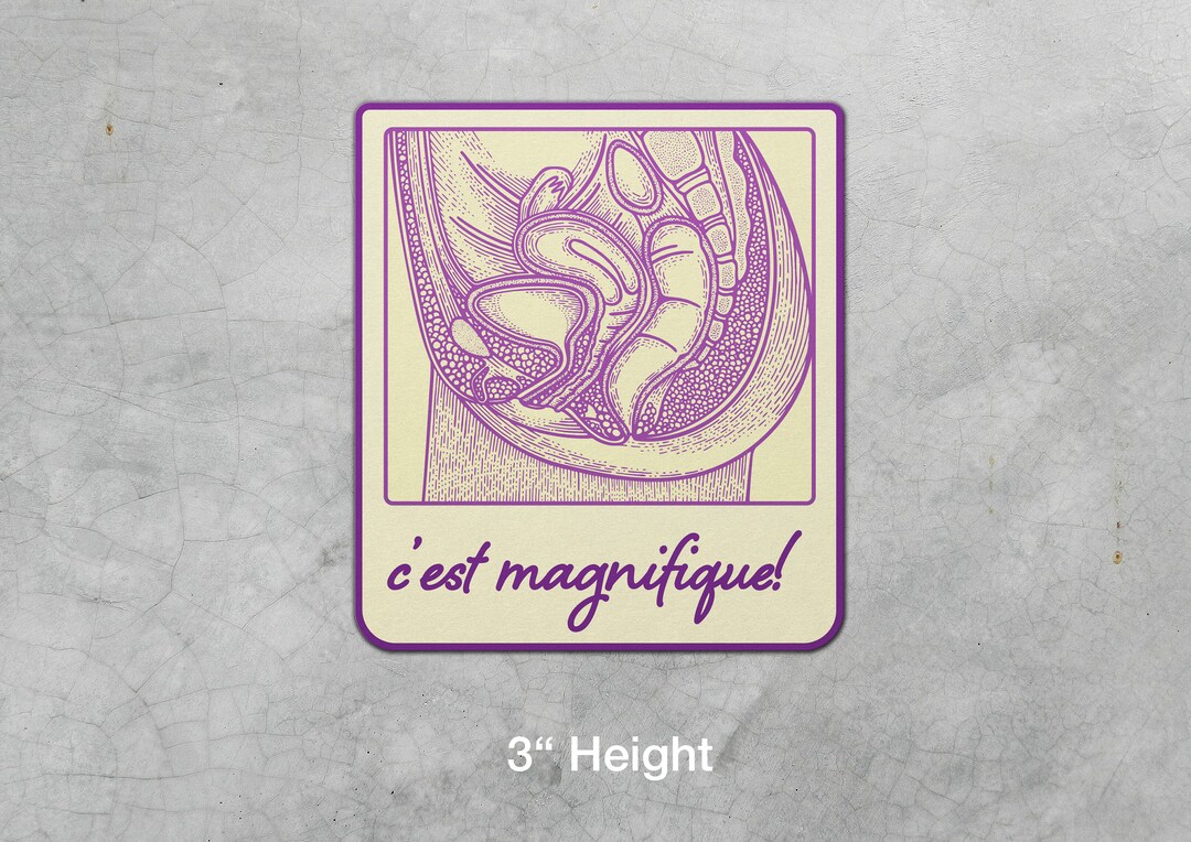 Female Body Sticker Female Anatomy Reproductive System - Etsy