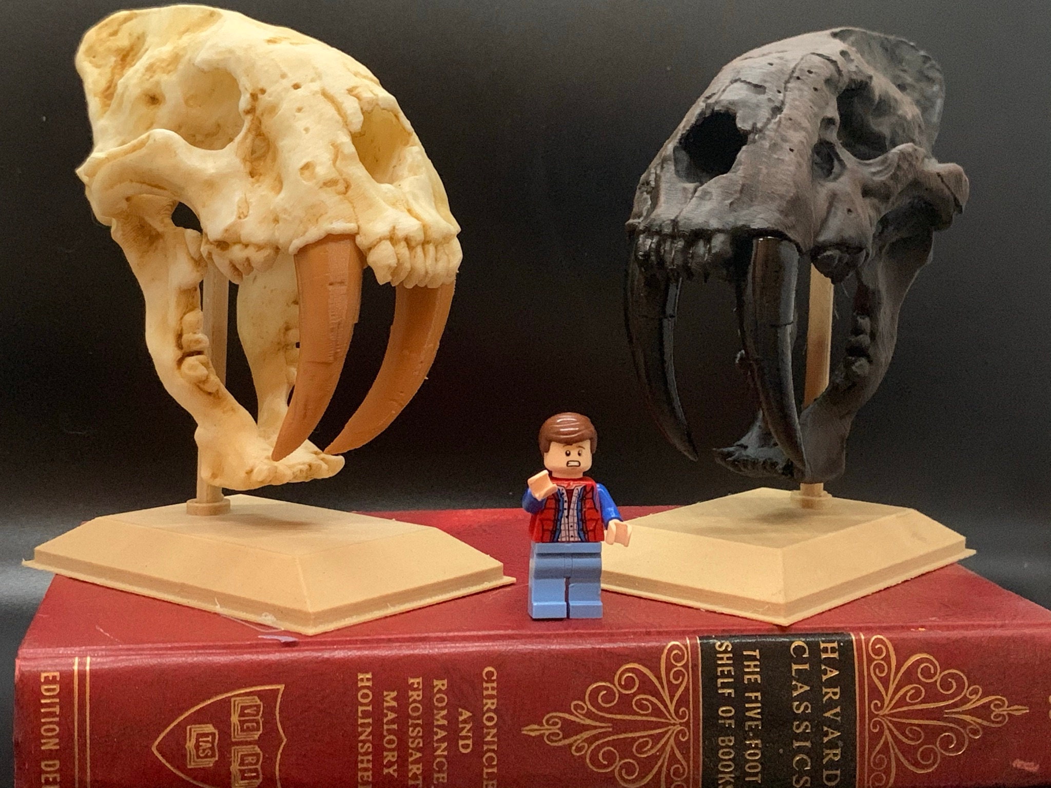 Saber-toothed Tiger Skull Replica Smilodon 3D Print Skull - Etsy UK