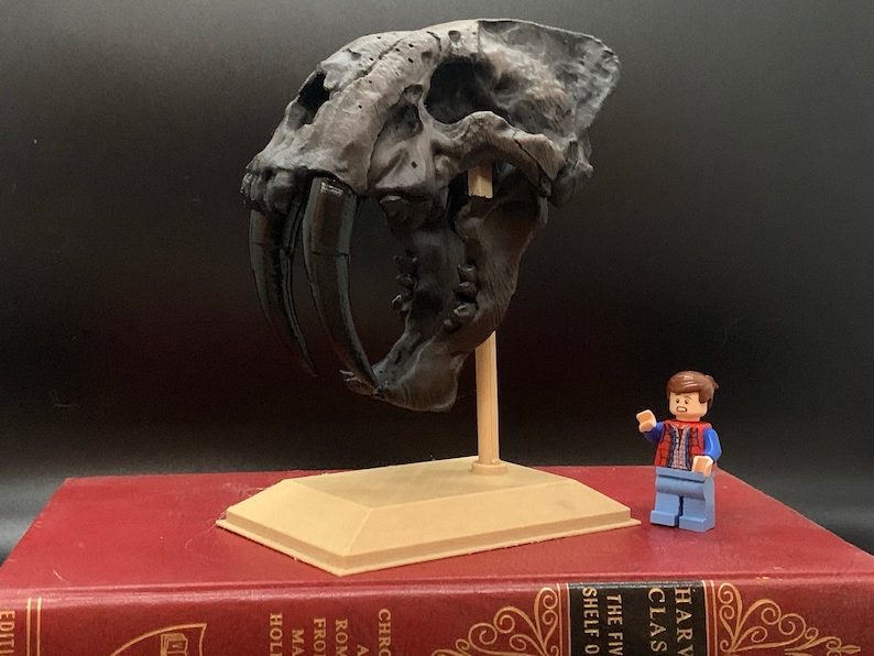 Saber-toothed Tiger Skull Replica Smilodon 3D Print Skull - Etsy