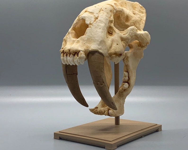 Saber-toothed Tiger Skull Replica Smilodon 3D Print Skull - Etsy