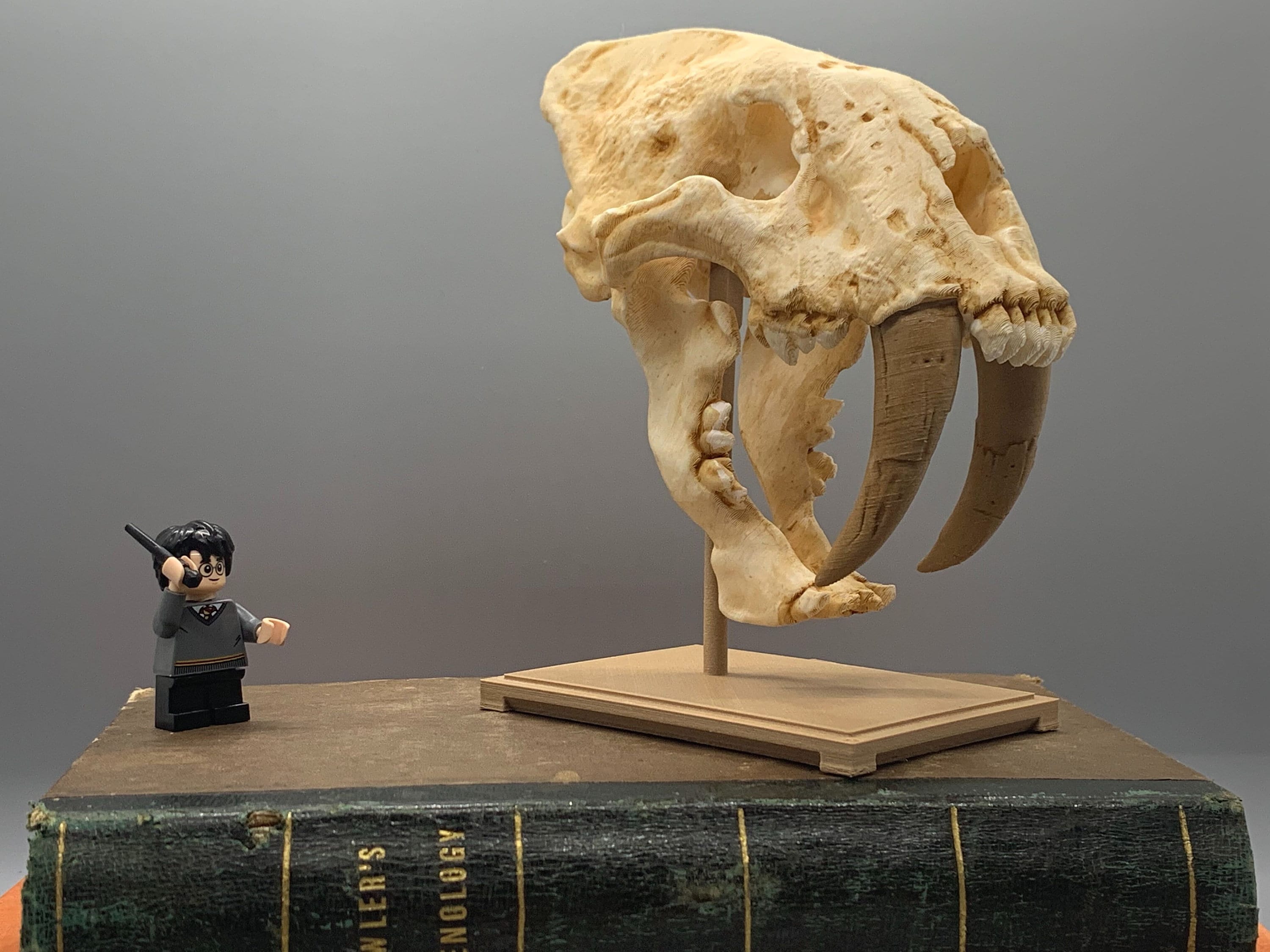 Saber Tooth Tiger Skull Front View