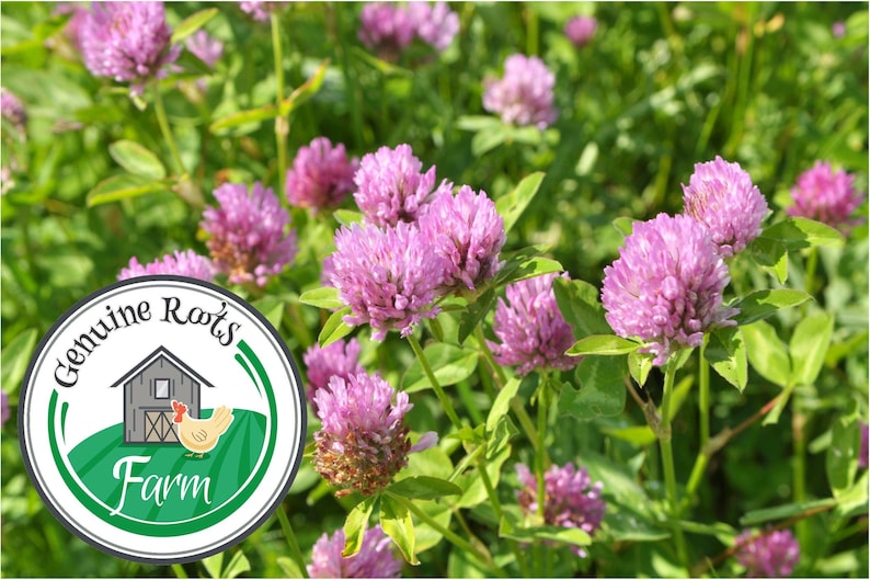 Red Clover Seed, Inoculated, Coated, Non-gmo - Etsy