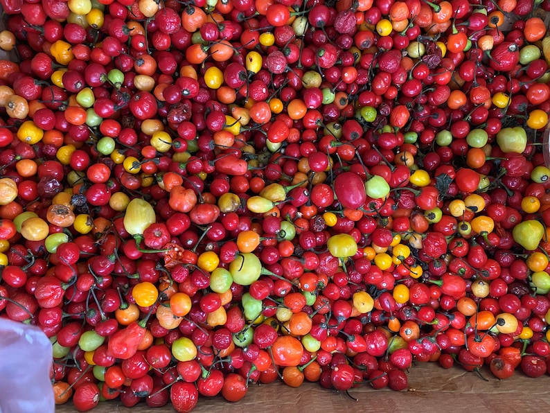 Guyana Wiri Wiri Pepper (seasonal) - Etsy
