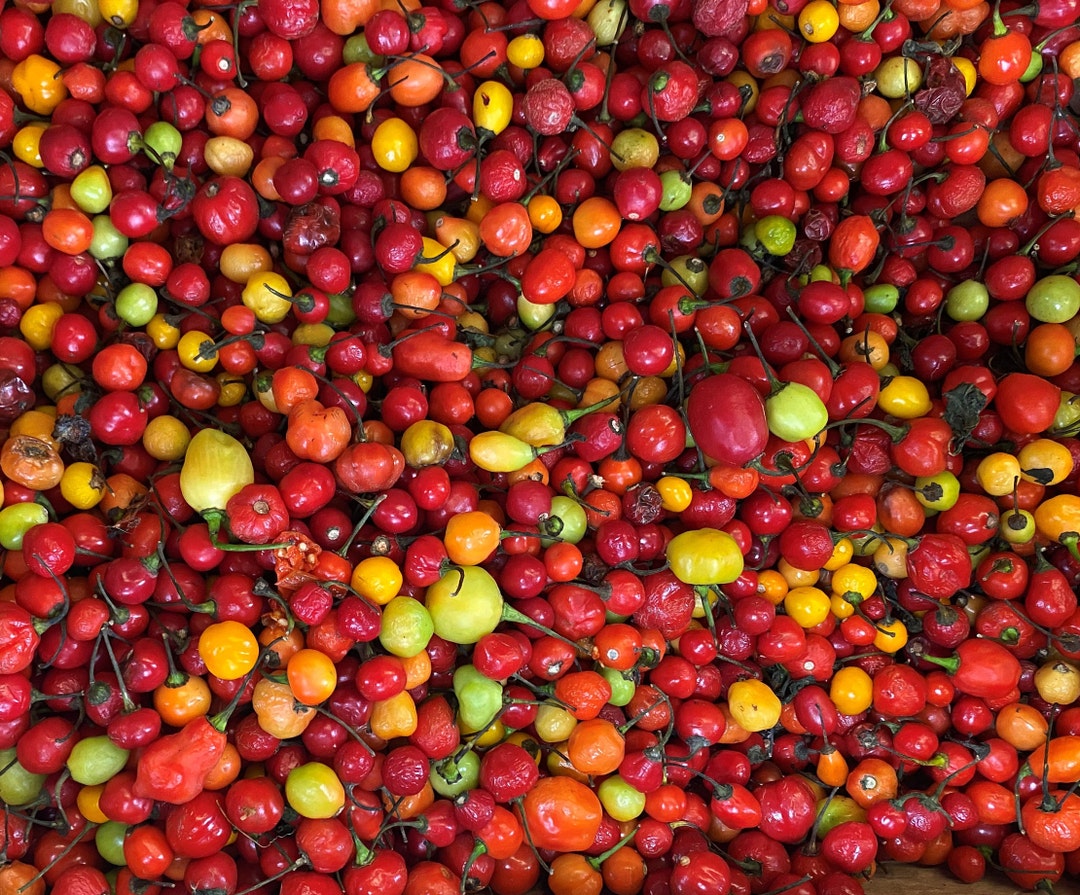 Guyana Wiri Wiri Pepper (seasonal) - Etsy