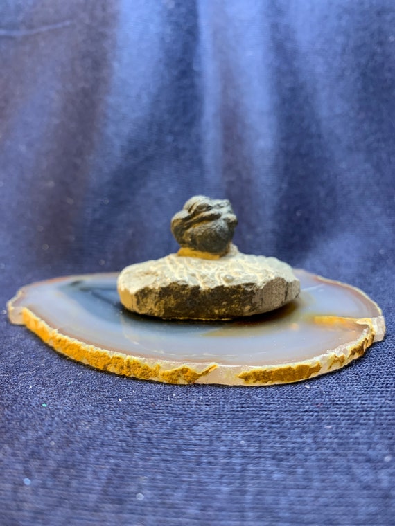 Trilobite With Agate Slab | Etsy