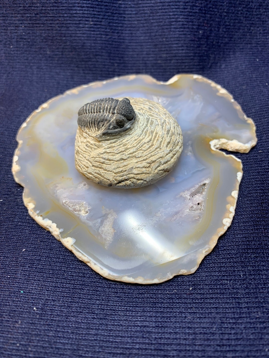 Trilobite With Agate Slab - Etsy