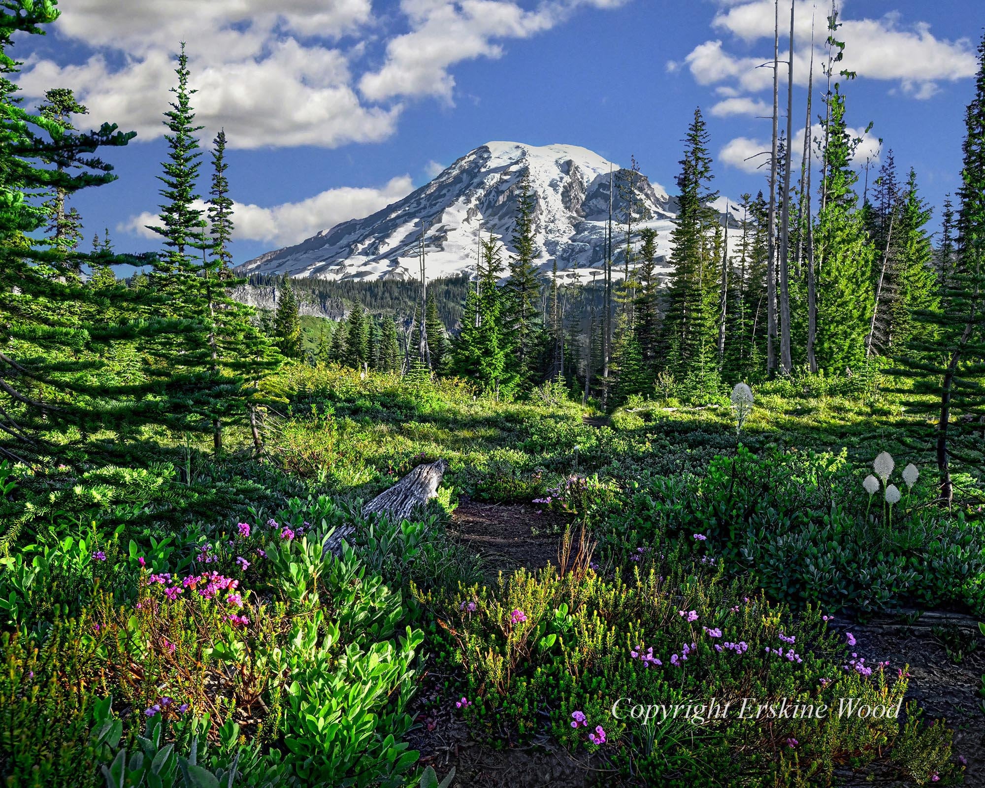 Snow Lake Trail, Mt. Rainier, Washington H, Landscape/nature ...