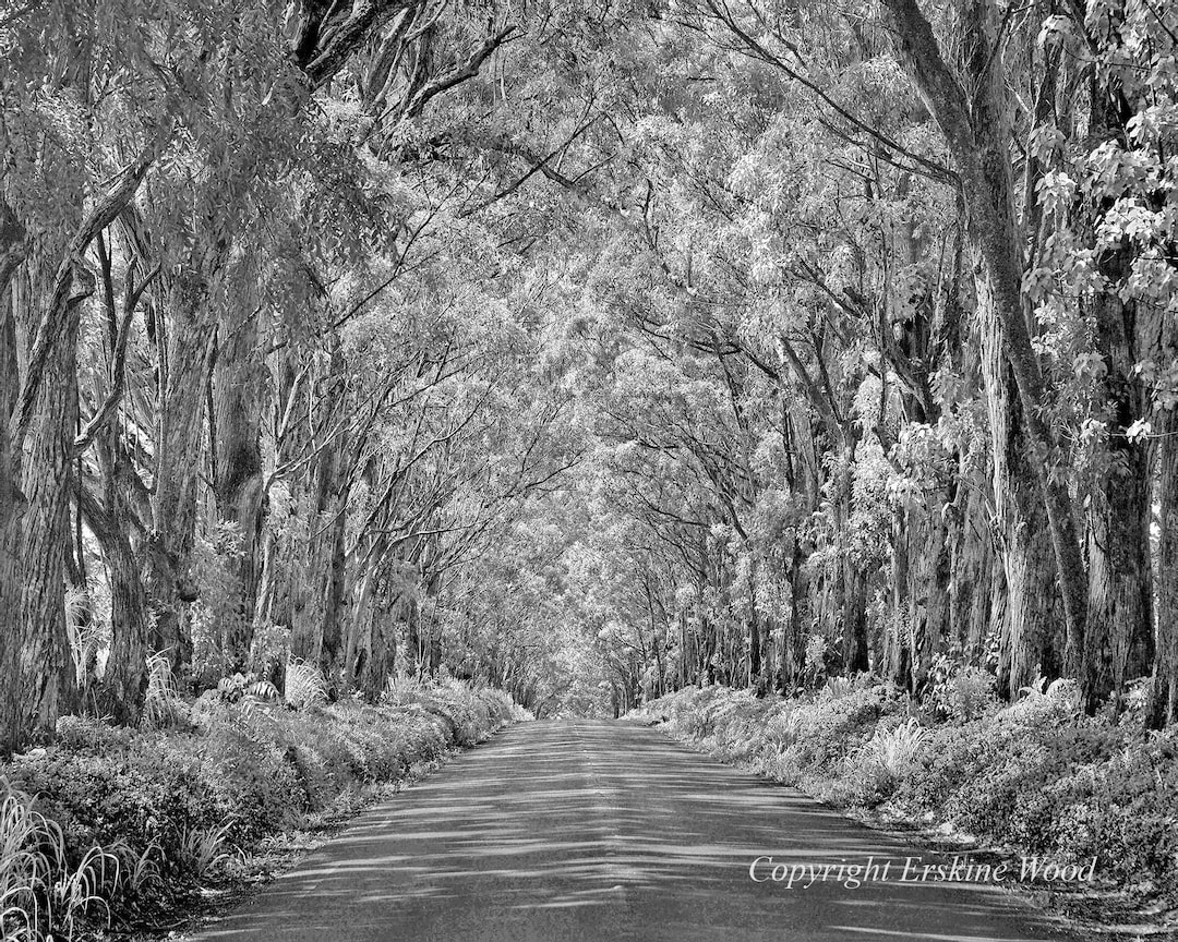 Koloa Tunnel of Trees, Kauai (H), Black and White Landscape/fine Art ...
