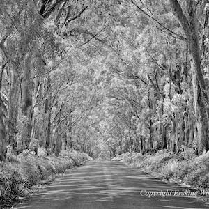 Koloa Tunnel of Trees, Kauai (H), Black and White Landscape/fine Art ...
