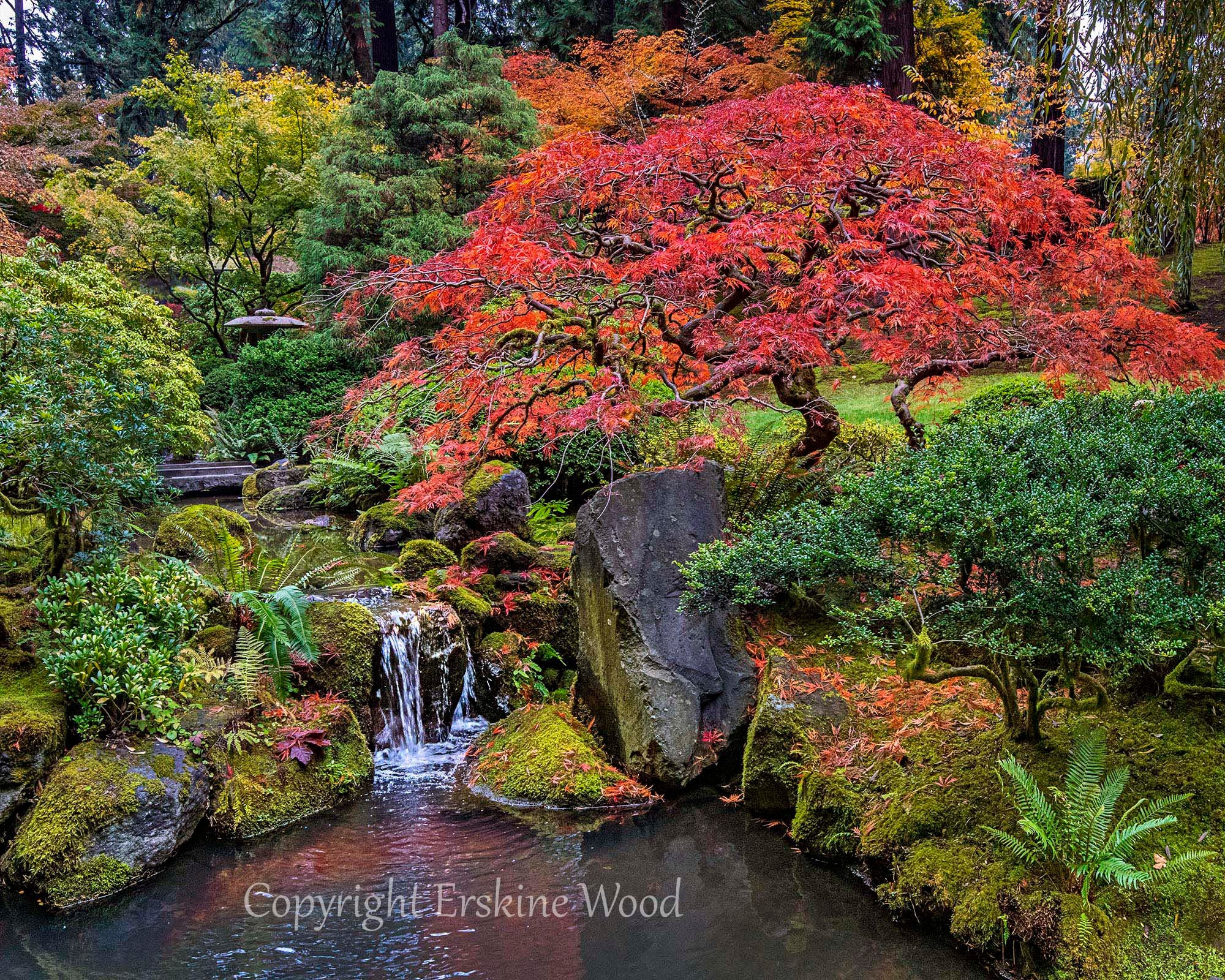 Japanese Maple, Portland Japanese Garden (H), Landscape/nature ...