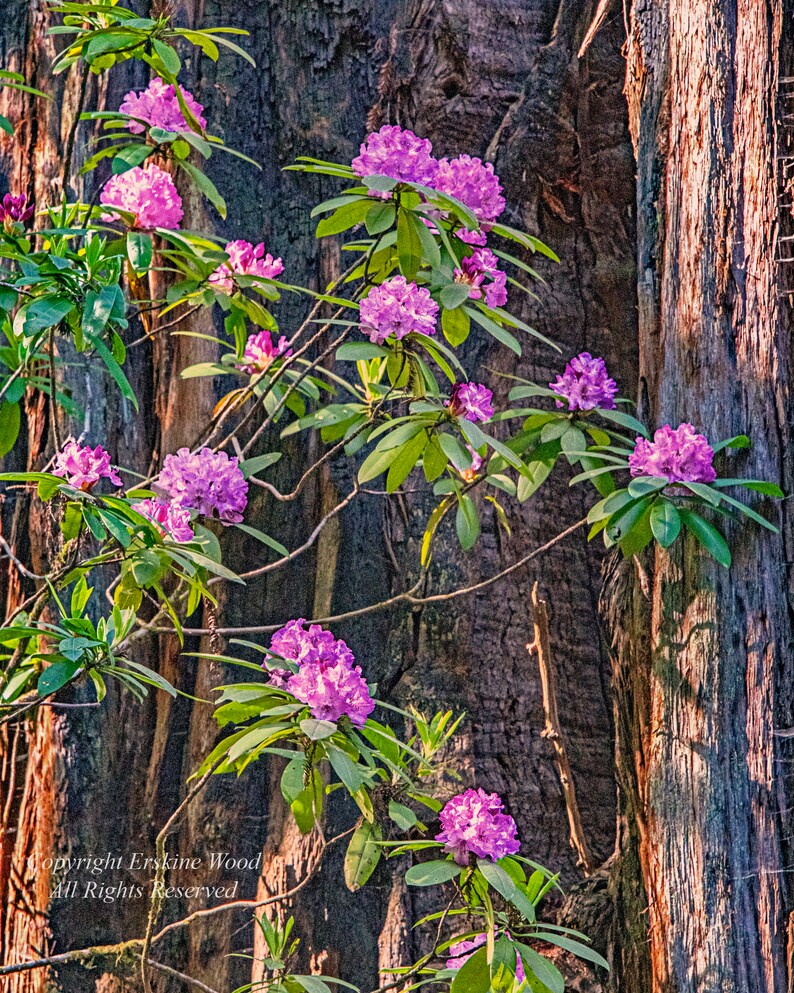 Native Rhododendron on Redwood (V) - Etsy