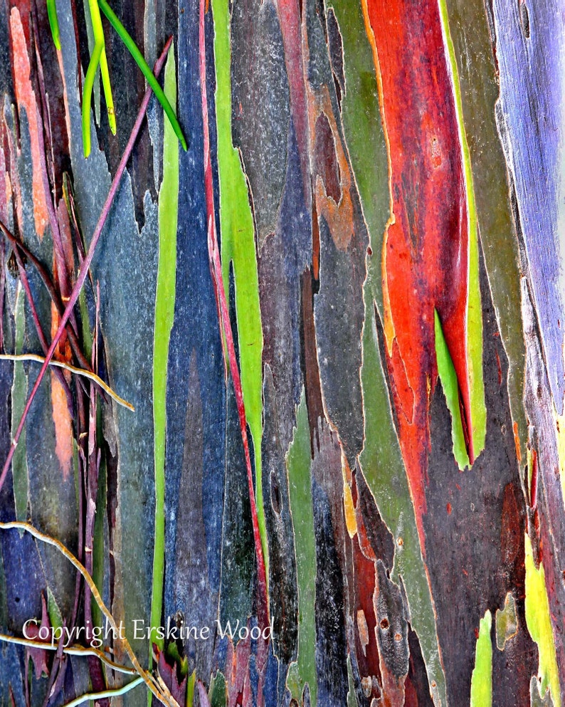 Rainbow Eucalyptus Bark (V), Kauai; Fine Art / Nature Landscape ...