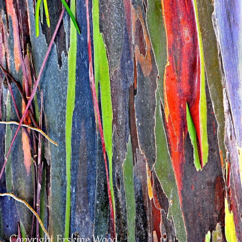 Rainbow Eucalyptus Wood - Etsy
