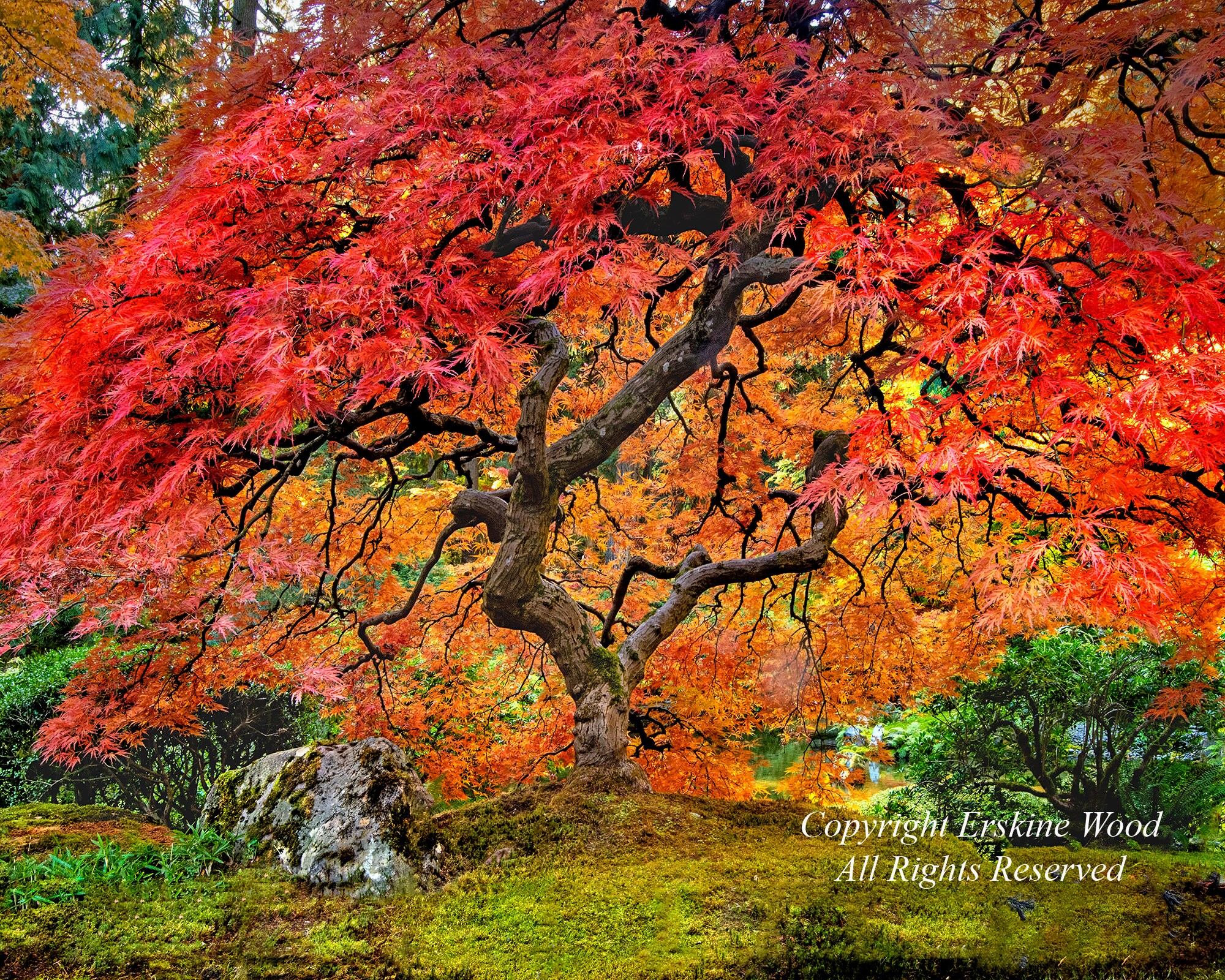 Portland Japanese Maple (H), Landscape/nature Photography - Etsy