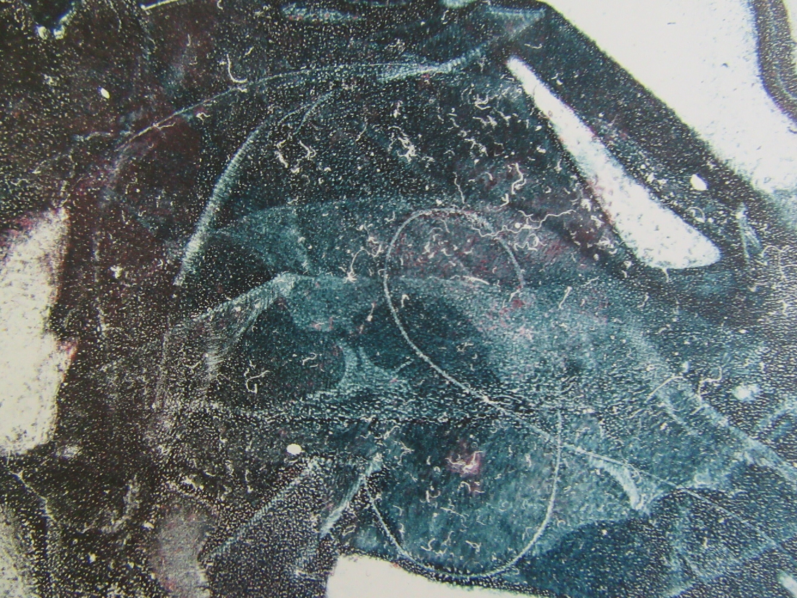 Original Monoprint| Fine Art Printmaking| Birds on the Field| #3 |8"x ...