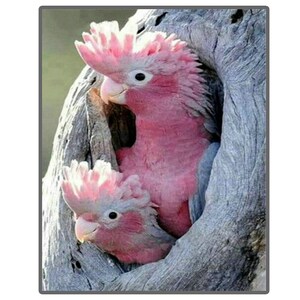 5D DIY Diamond Painting Bird Full Square/round Diamonds - Etsy