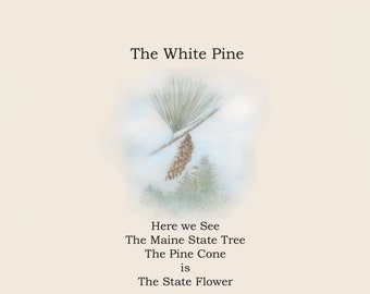 Maine State Tree Eastern White Pine Vintage Sketch Tree Poster Tree ...