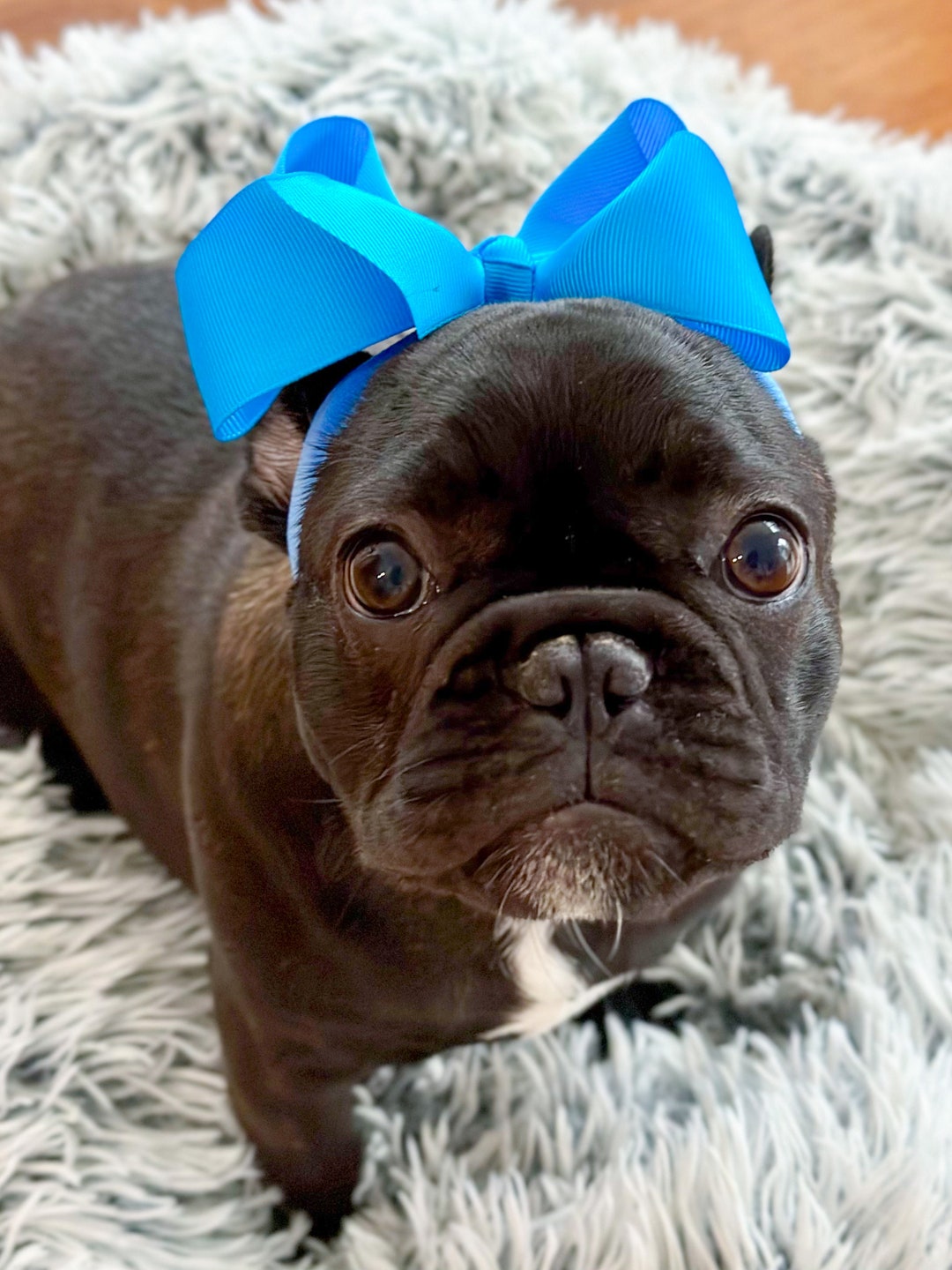 Bold and Beautiful Hairbow Headbands for Dogs - Etsy