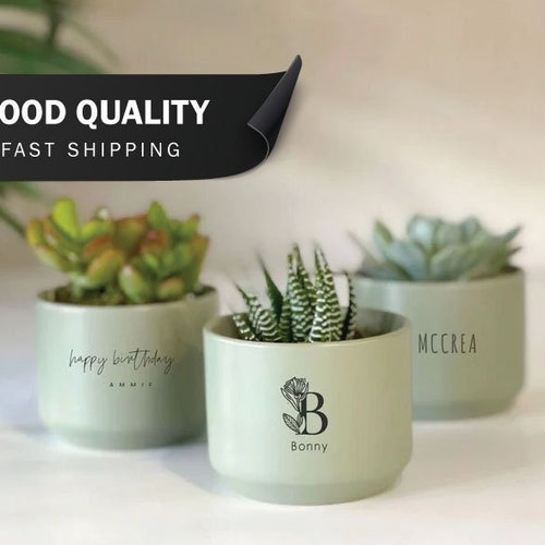 Personalized Mini Succulent Gift Sage Green LIVE SUCCULENT - Etsy