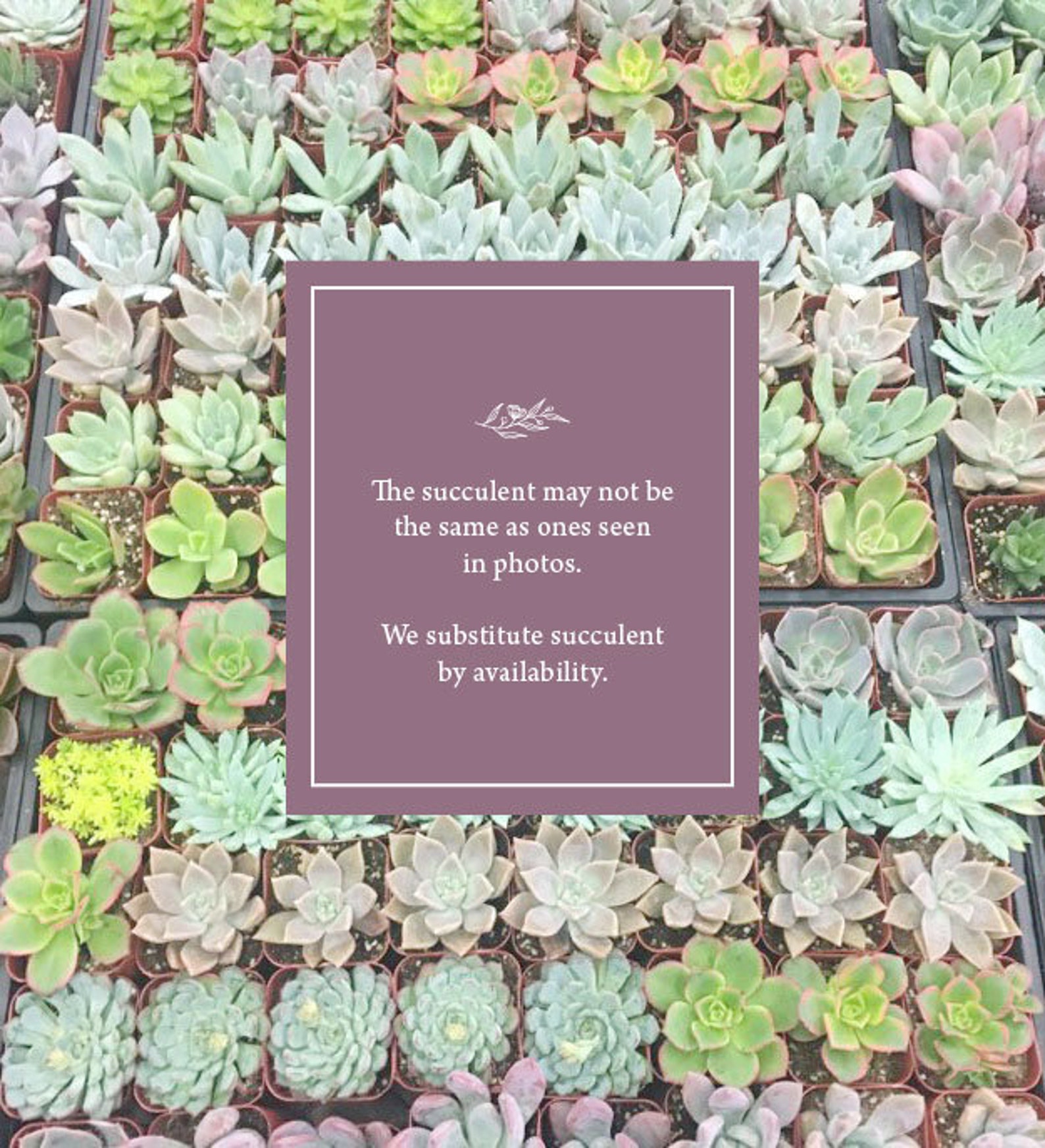 Personalized Thank You Mini Gift Box Succulent & Card - Etsy