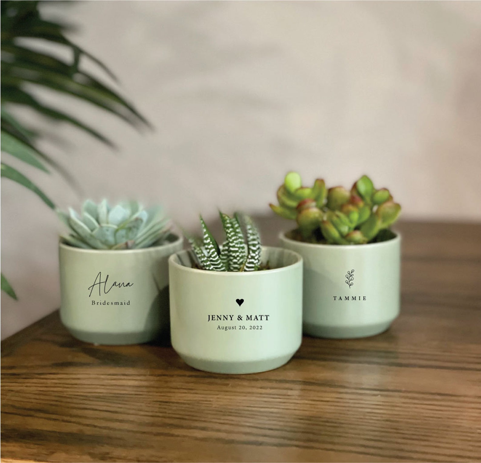 Personalized Mini Succulent Gift | Sage Green | LIVE SUCCULENTS ...
