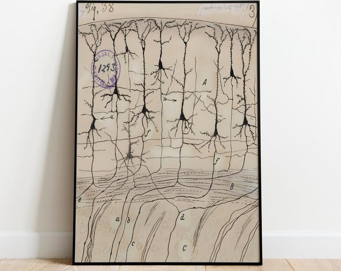 Santiago Ramón Y Cajal Neuron Drawing Art Print, Antique Brain Anatomy ...