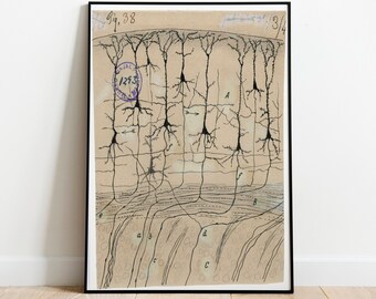 Neuron Drawing by Ramon Santiago Antique Brain Anatomy Art | Etsy