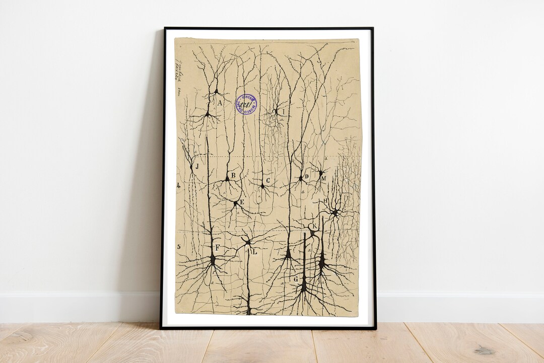 Neuron Drawing by Ramon Santiago Antique Brain Anatomy Art - Etsy