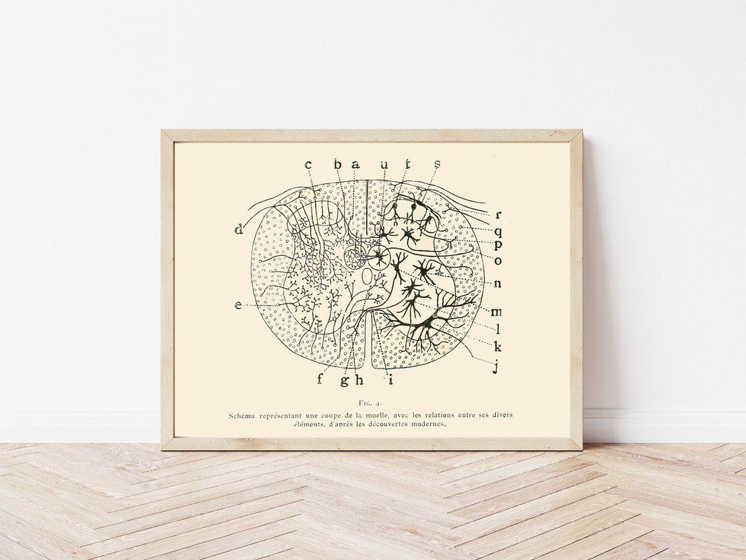 Neuron Drawing by Ramon Santiago, Antique Brain Anatomy Art Print ...