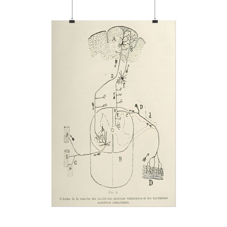 Antique Brain Anatomy by Ramon Santiago Art Print: Neuron Drawing ...