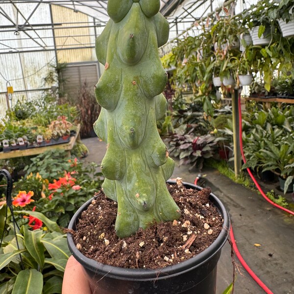 Boobie Cactus - Etsy