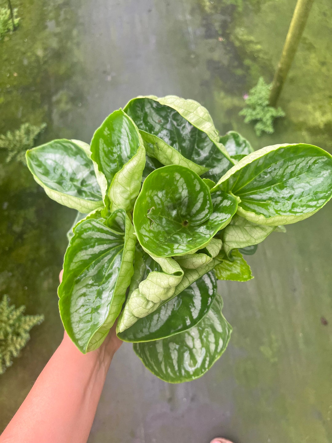 6” Peperomia Ecuador - Etsy